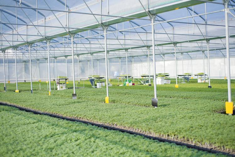 Area Verde Vivai - Angoli Verdi