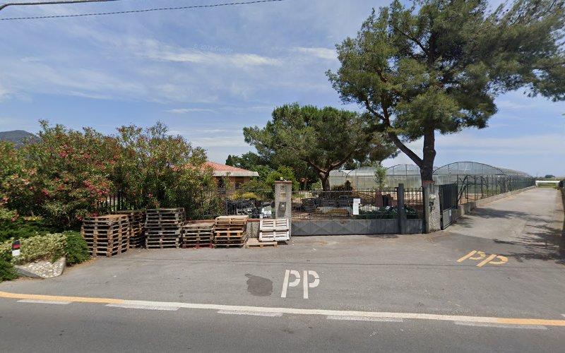 Carlo Parodi - Angoli Verdi