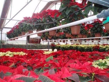 Cerrone Maria - Angoli Verdi