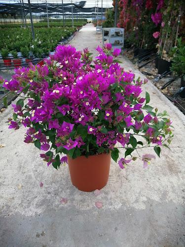 Esperia Garden - Angoli Verdi