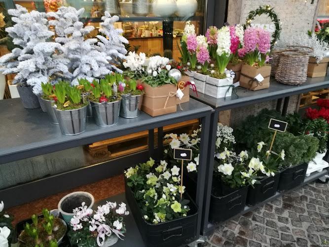 Fioreria Roma - Angoli Verdi