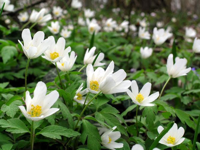 Flora Conservation - Angoli Verdi
