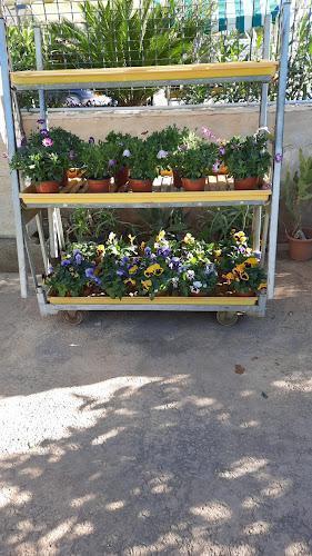 Flora Poma - Angoli Verdi