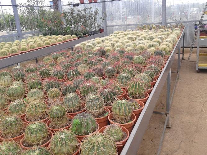 Flora Poma di Colombo Laura - Angoli Verdi