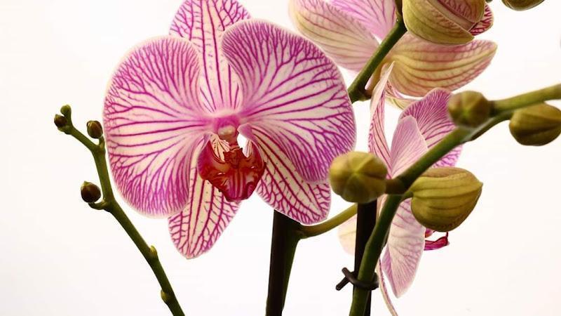 Floricoltura di orchidee Putzer - Angoli Verdi