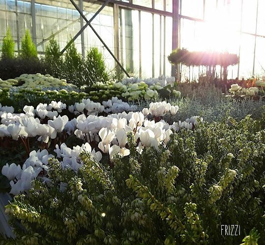 Frizzi Vivaio e Showroom - Angoli Verdi