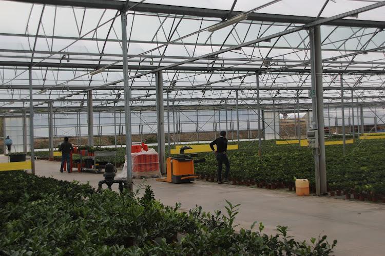 Giambò Piante di Vito Giambò - Angoli Verdi