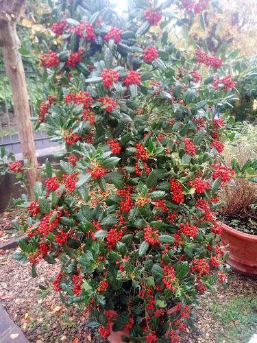 Natura Shop di Tinacci Lorenzo (perito agrario) - Angoli Verdi