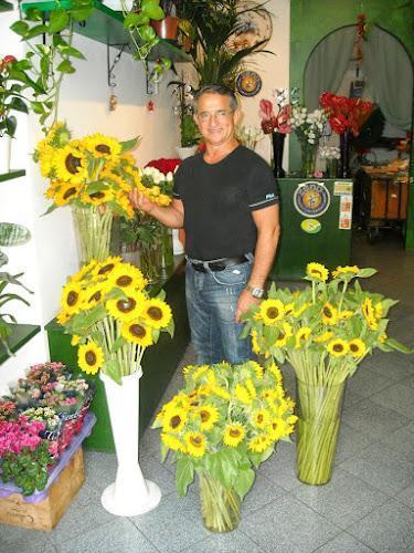 PIANTE E FIORI il Fioraio La Rosa Nera - Angoli Verdi