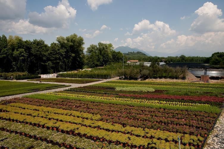 Parco Plant S.a.r.l. - Angoli Verdi