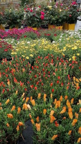 Perciballi Peppino - Angoli Verdi