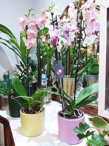 Polline - Piante e Fiori - Angoli Verdi