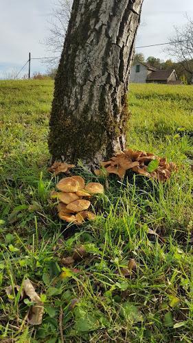 Rota Adriano Battista & c.sas - Angoli Verdi