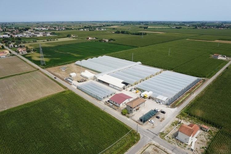 Rovigo Vivai - Angoli Verdi