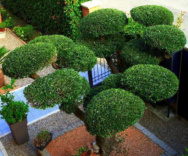 SALTINI GIARDINI di Saltini Paolo - Angoli Verdi