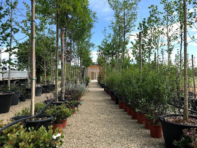 VerdecchiaVivai di Marco Verdecchia - Alberi Sparsi - Angoli Verdi