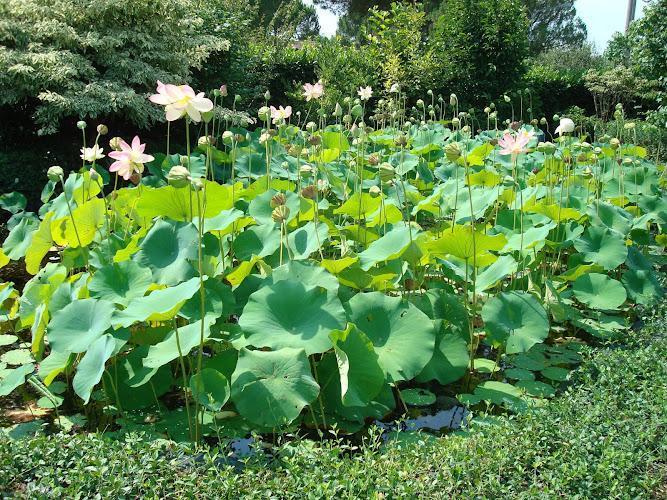 Vignale - Angoli Verdi