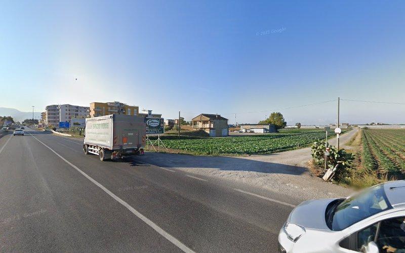 Vivai Di Pasquale - Angoli Verdi