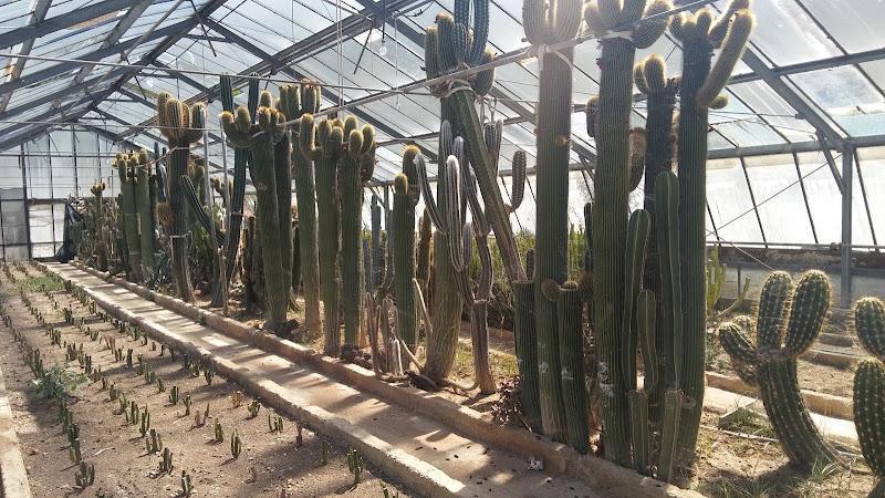 Vivai Flora Cactus Garden - Montelepre - Angoli Verdi