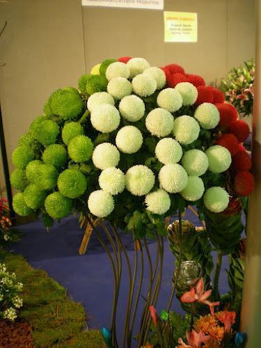 Vivai Flora Mediterranea Ischia Di Zabatta Biagio & C. Sas - Angoli Verdi