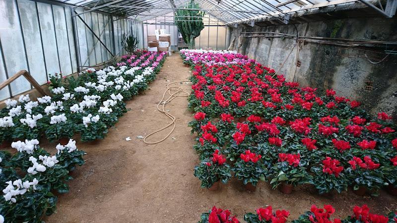 Vivai Fratelli Lumachi - Angoli Verdi