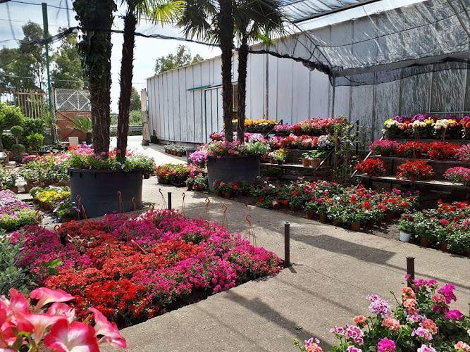 Vivai Morabito Giuseppe - Angoli Verdi