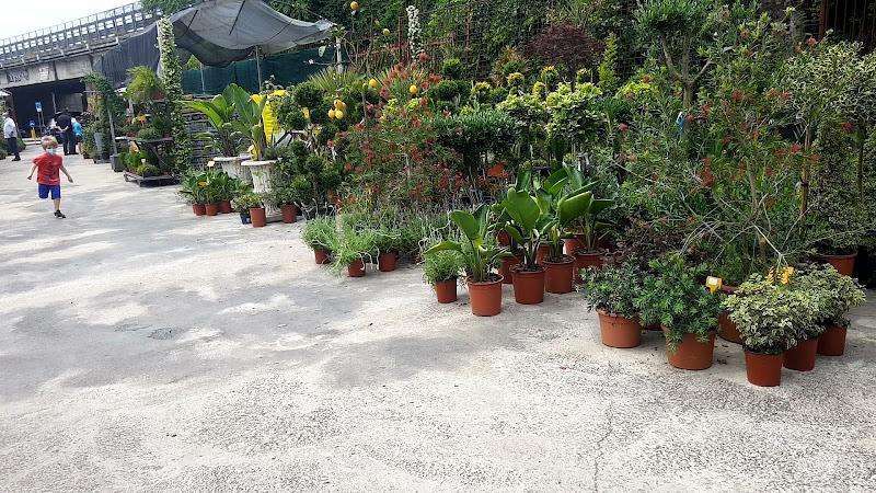 Vivai Piante ' Flora Garden ' Di Ceparano Giancarlo - Angoli Verdi