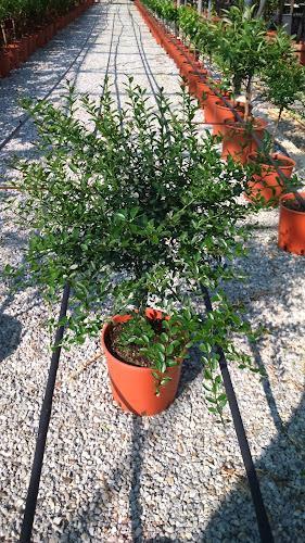 Vivai Piante Simone Angelo - Angoli Verdi