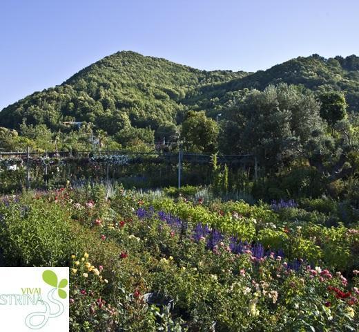 Vivai Strina - Angoli Verdi