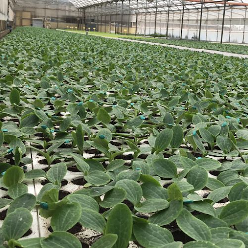 Vivaio Bei Di Bei Francesco E Stefano S.A.S. Societa' Agricola - Angoli ...