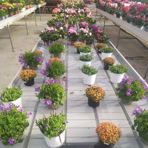 Vivaio La Centaurea - Angoli Verdi