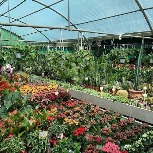 Vivaio Piante Gagliardi - Angoli Verdi