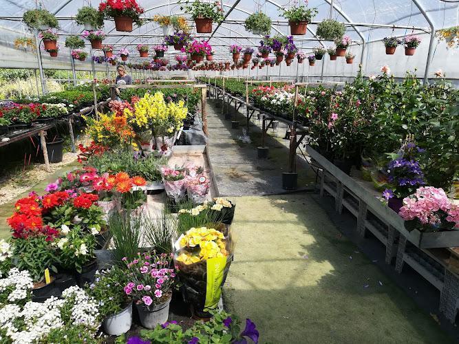 Vivaio Piante Scioli Angelo - Angoli Verdi