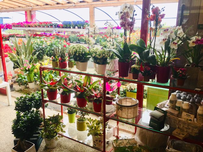 Vivaio VR - Vendita Piante e Fiori - Angoli Verdi